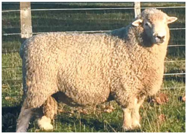 Meadowslea Romneys - Meadowslea Angus & Sheep Genetics Fairlie